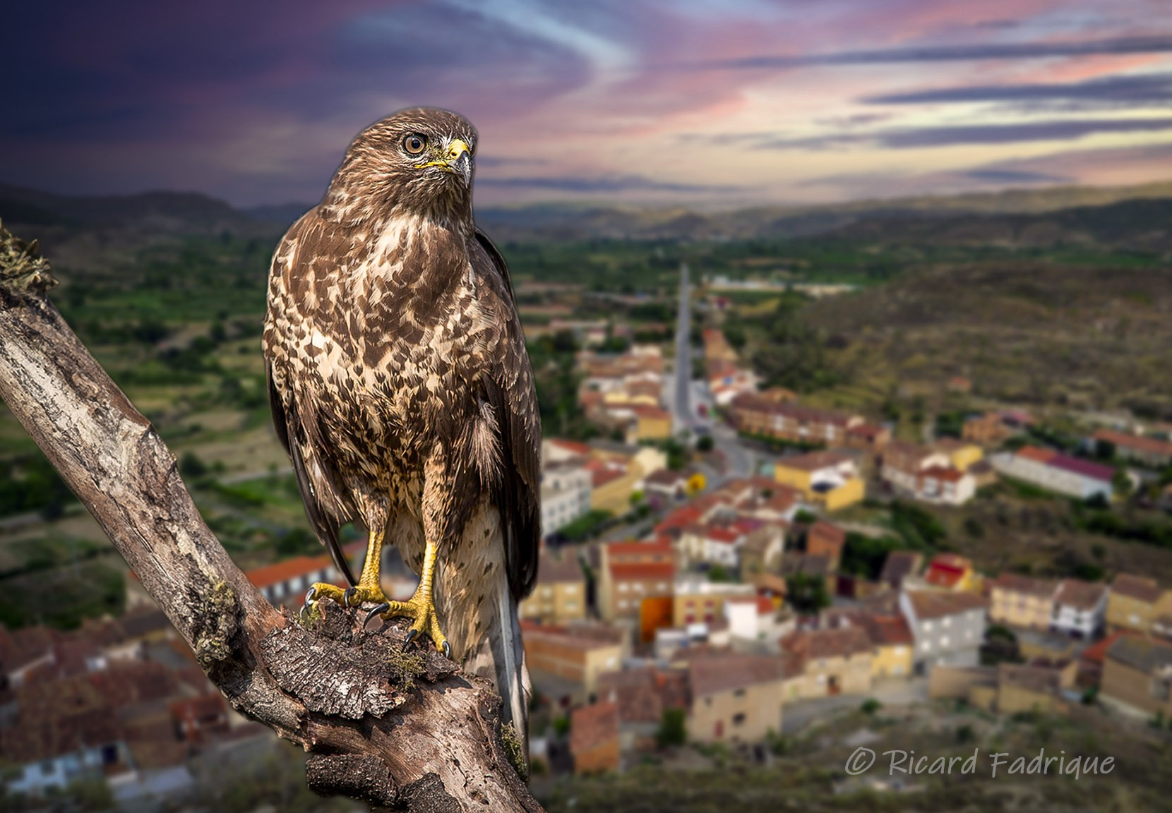 El Gavilán: Un Astuto Cazador